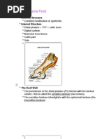 Understanding the Horse's Stay Apparatus | PDF | Skeletal System | Joints