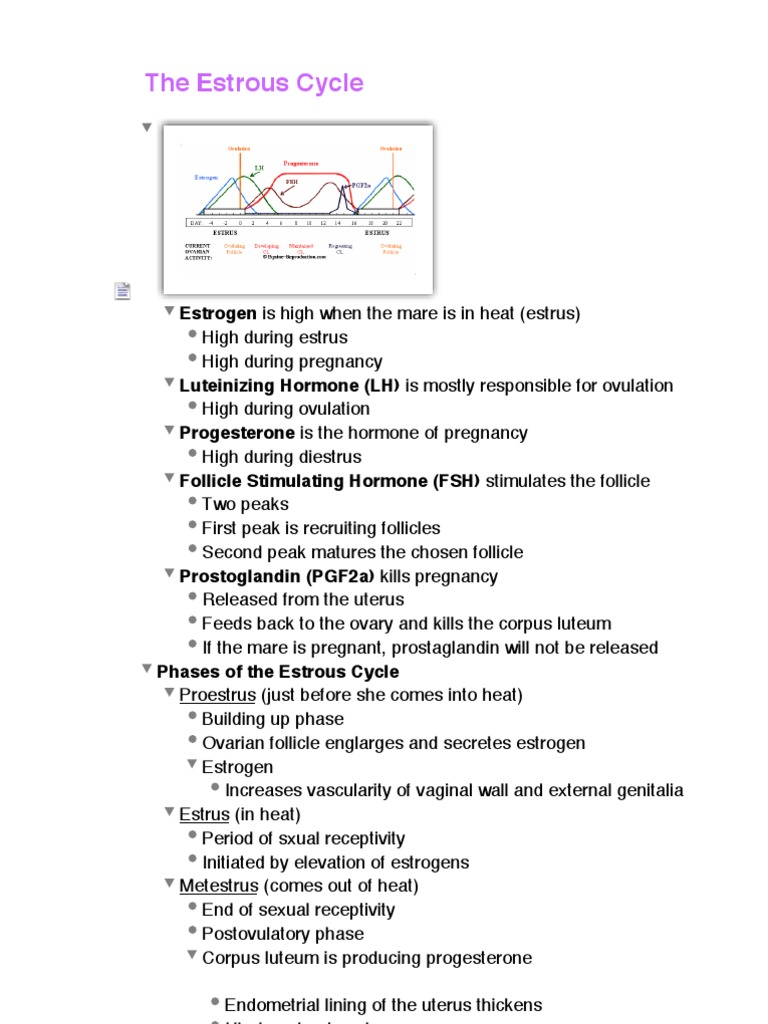 Mare Estrous Cycle Overview | PDF