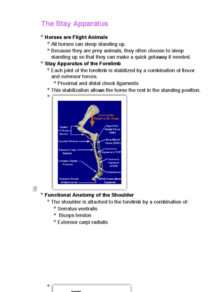 The Equine Stay Apparatus | PDF | Skeletal System | Joints
