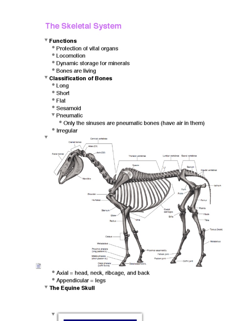Horse Skeletal Anatomy Overview | PDF | Wellness