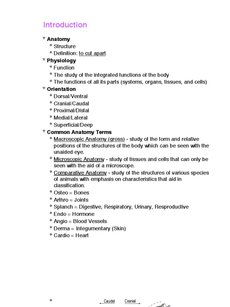 Introduction To Equine Anatomy and Physiology | PDF | Epithelium ...