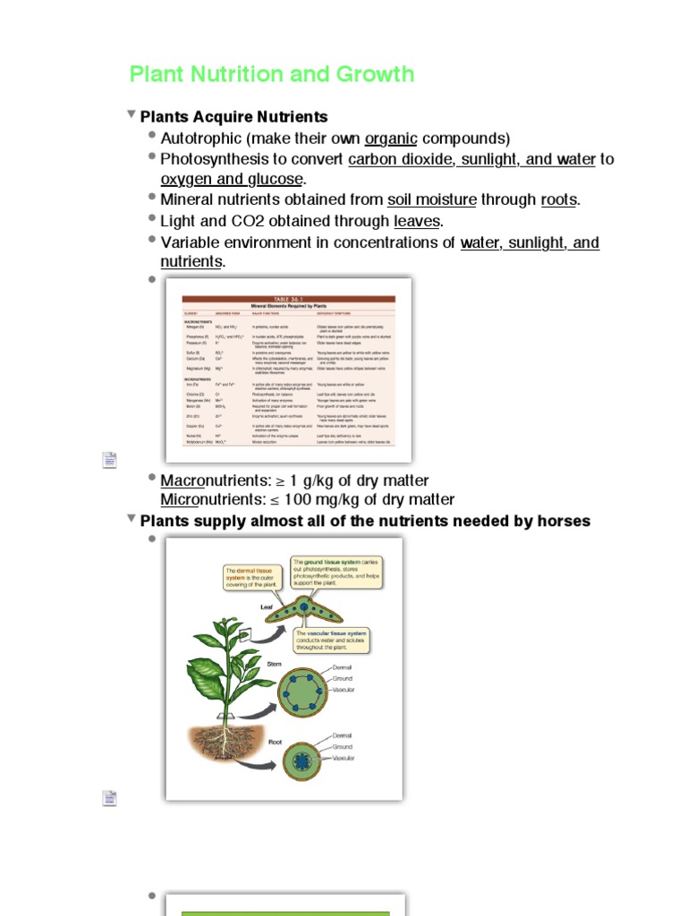 Plant Nutrition and Growth Overview | PDF | Nutrients | Soil