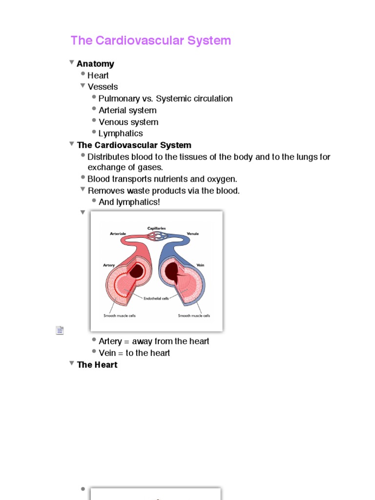 The Equine Cardiovascular System | PDF | Heart Valve | Atrium (Heart)