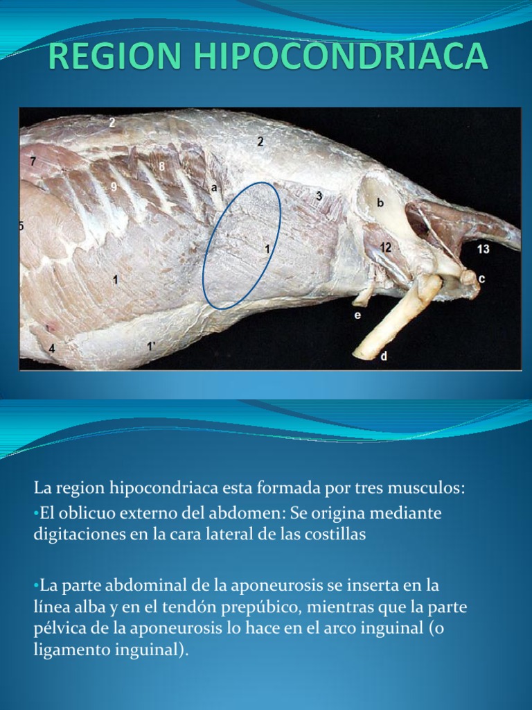 Region Hipocondriaca | PDF