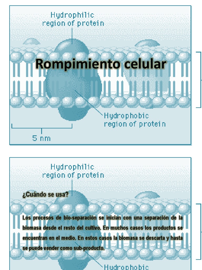 Rompimiento Celular | PDF | Biología Celular) | Enzima