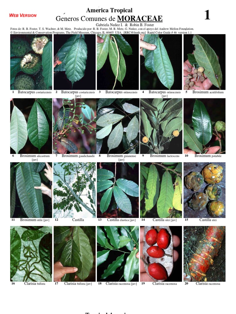 Guia de Plantas #1 | PDF | Forma de vida vegetal | Arboles