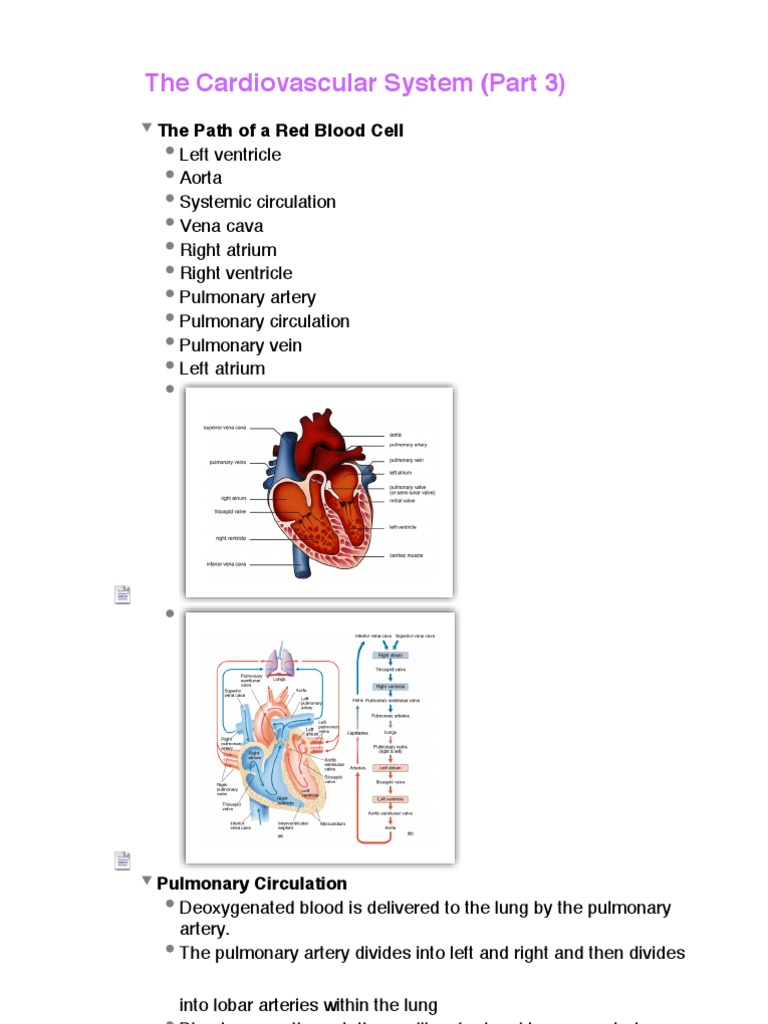 The Equine Cardiovascular System | PDF | Heart | Circulatory System