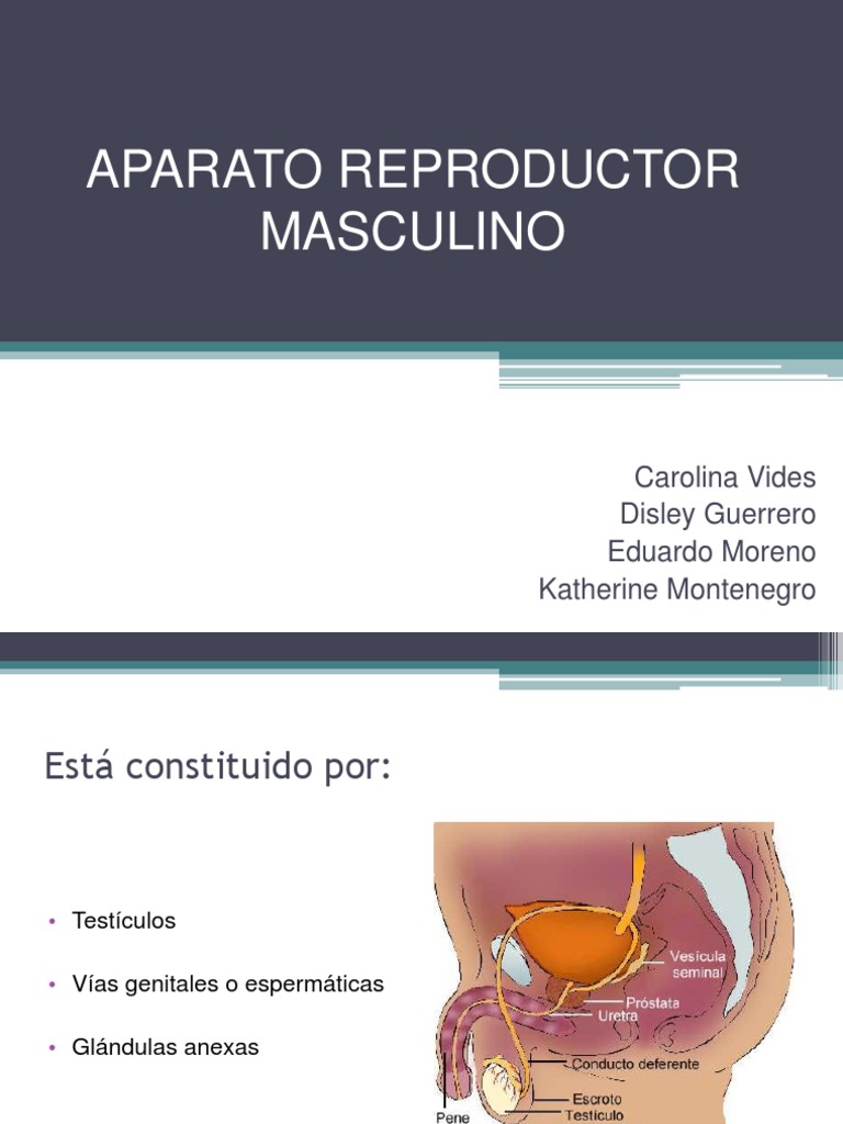 Aparato Reproductor Masculino | PDF | Próstata | Sistema urinario