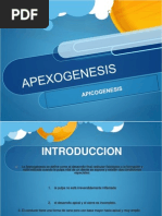 Apicogenesis y Apicoformación | PDF | Medicina CLINICA | Especialidades ...