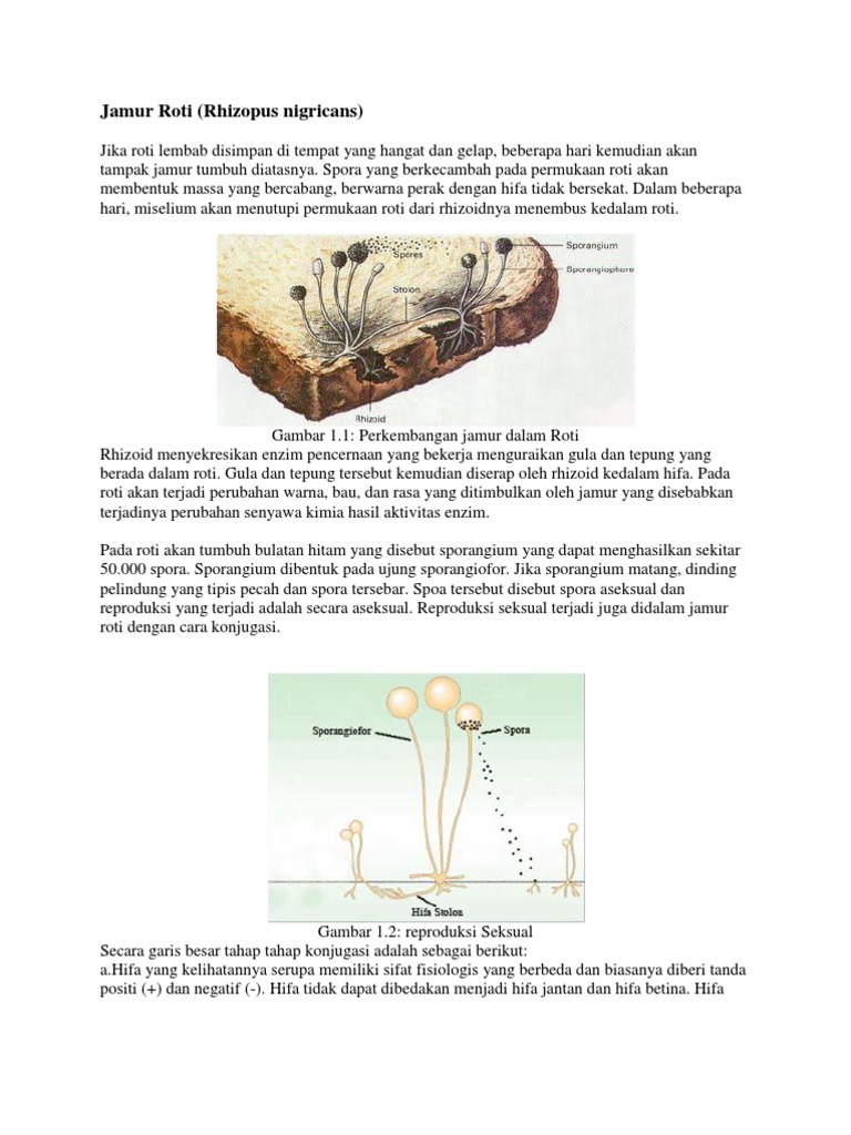 Reproduksi Jamur Roti dan Strukturnya | PDF | Kesehatan Holistik