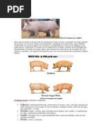 Características del Cerdo Yorkshire | PDF | Cerdo doméstico | Carne