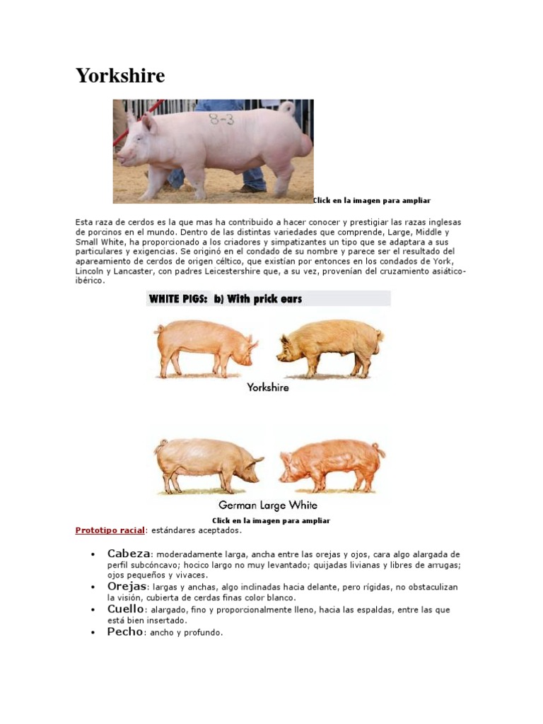 Yorkshire | PDF | Cerdo doméstico | Domesticación