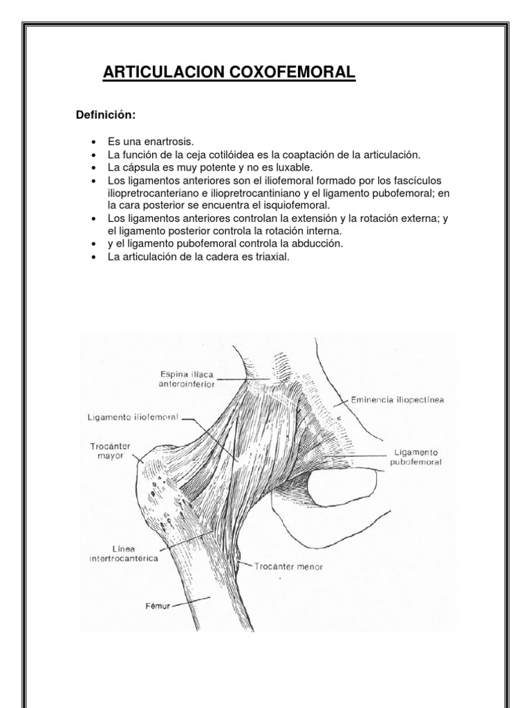 Articulacion Coxofemoral | PDF | Nalgas | Cadera
