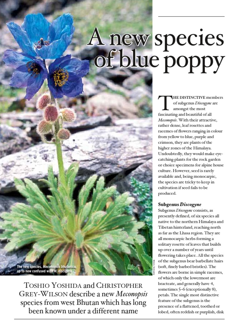A New Species of Blue Poppy | PDF | Petal | Flowers