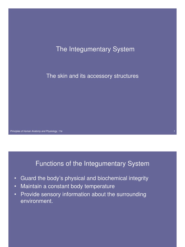 Microsoft PowerPoint - Integumentary System 2 | PDF