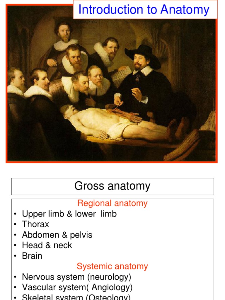 introduction to anatomy ppt