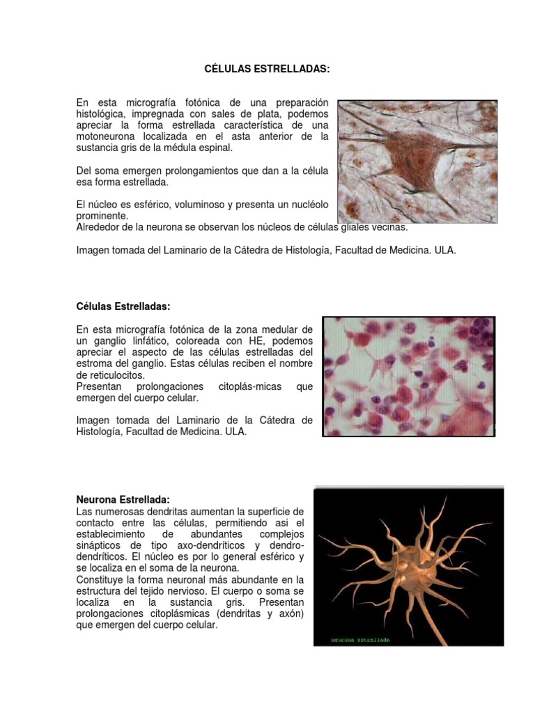 Células Estrelladas | PDF
