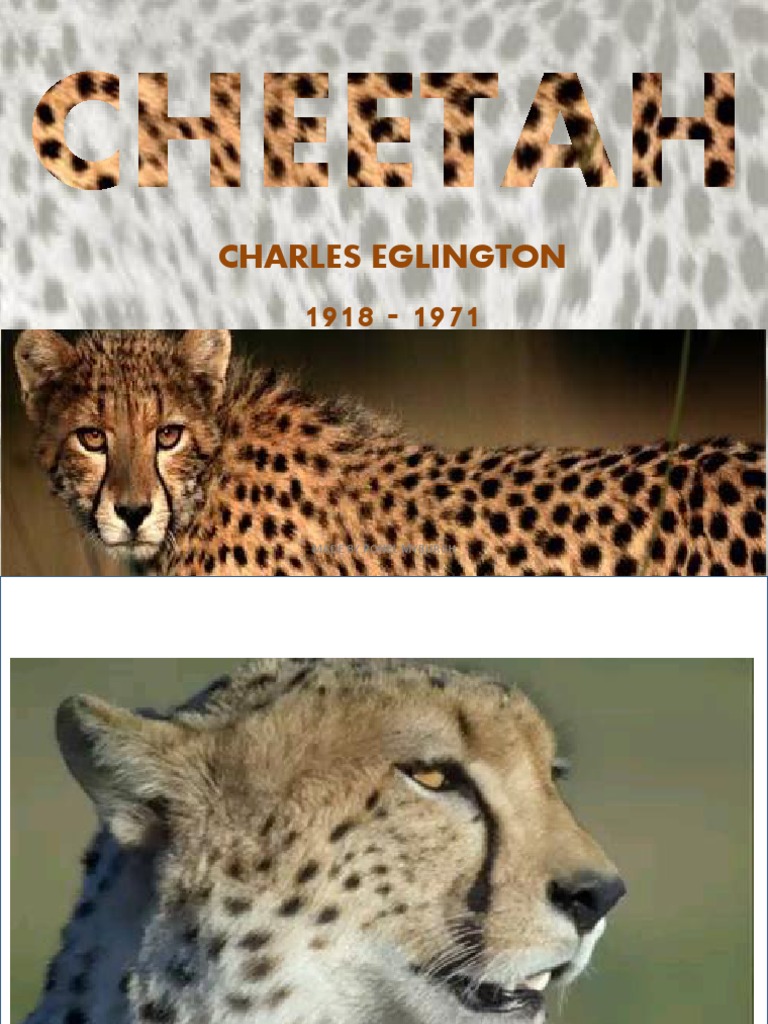Cheetah | PDF | Nature
