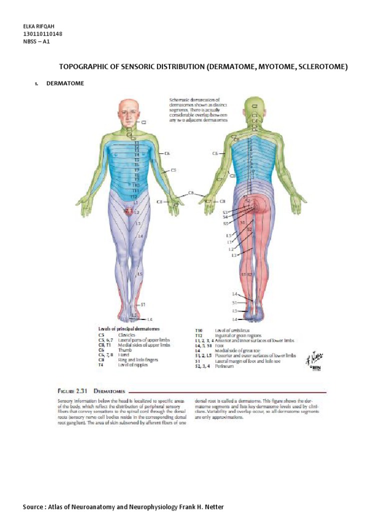 Dermatome, Myotome, Sclerotome Overview | PDF | Nerve | Anatomical ...
