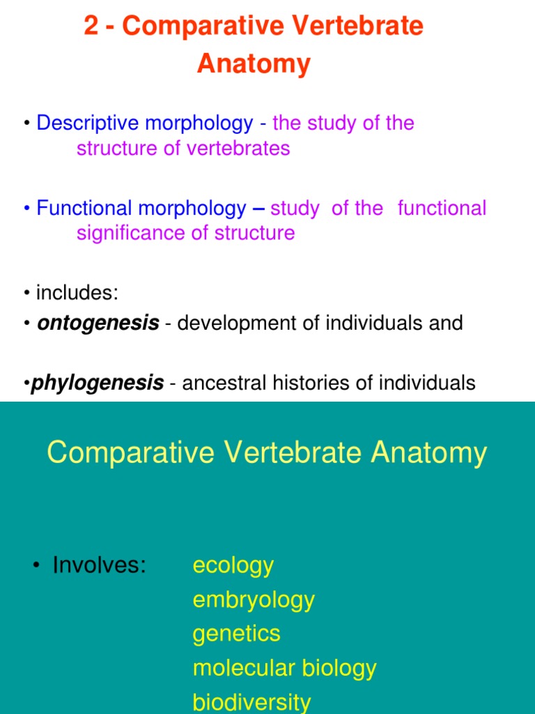 2 - Comparative Vertebrate Anatomy | PDF | Vertebral Column | Vertebrates