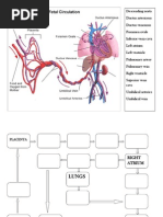 Normal Vaginal Delivery Procedures Guide | PDF | Childbirth | Placenta