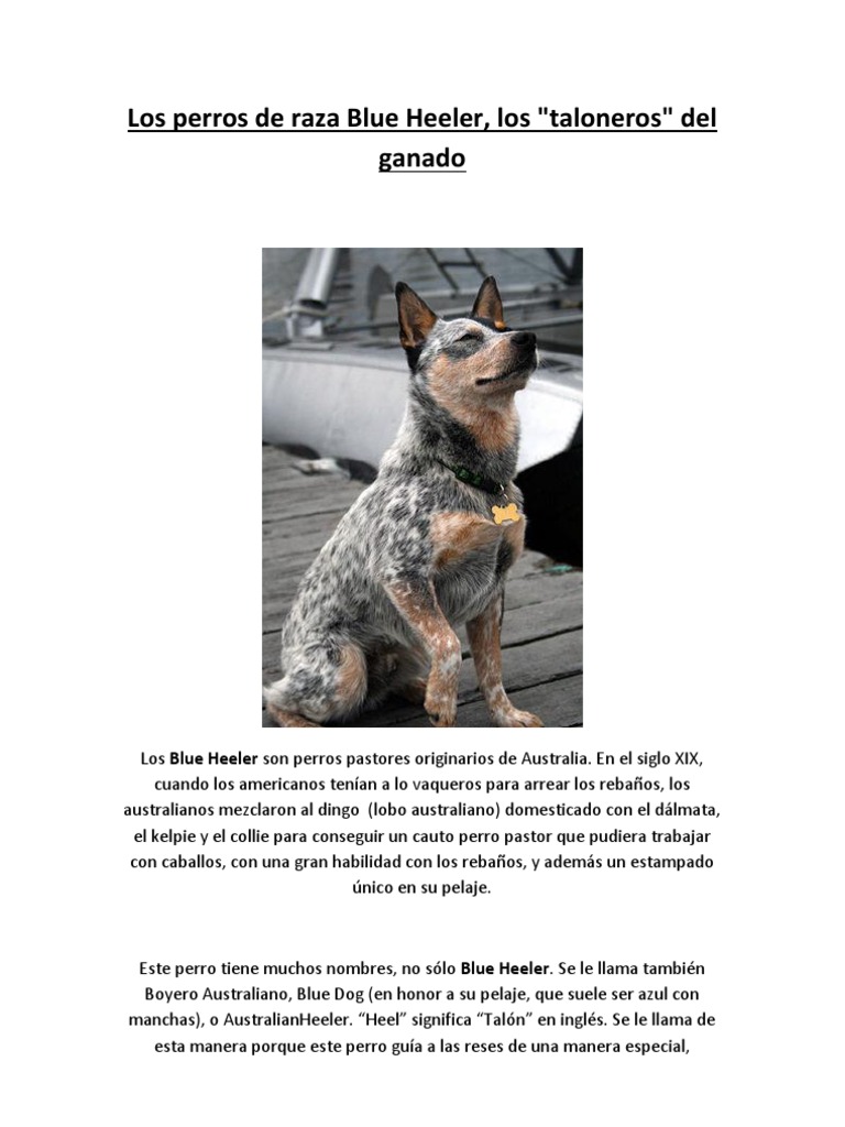 Facilisimo - Los Perros de Raza Blue Heeler | PDF