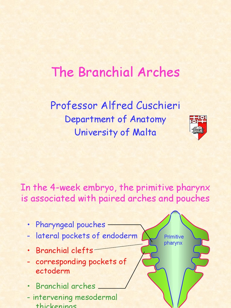 The Branchial Arches: Professor Alfred Cuschieri | PDF