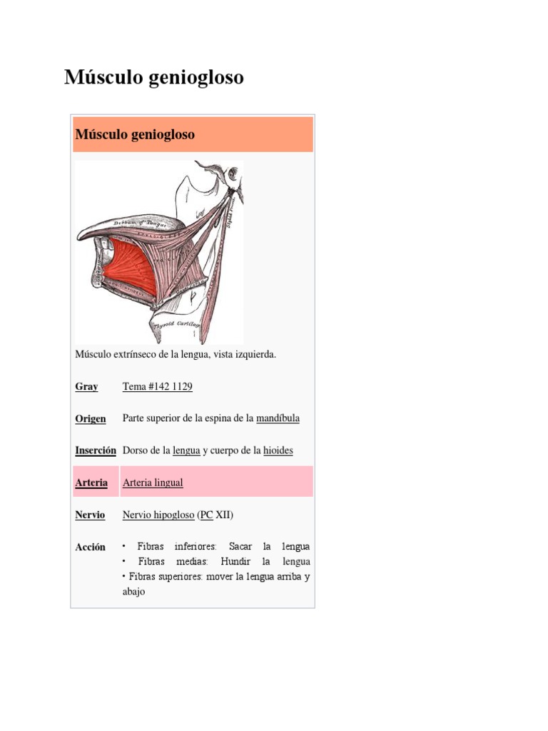 Músculo Geniogloso | PDF | Boca | Órganos sensoriales