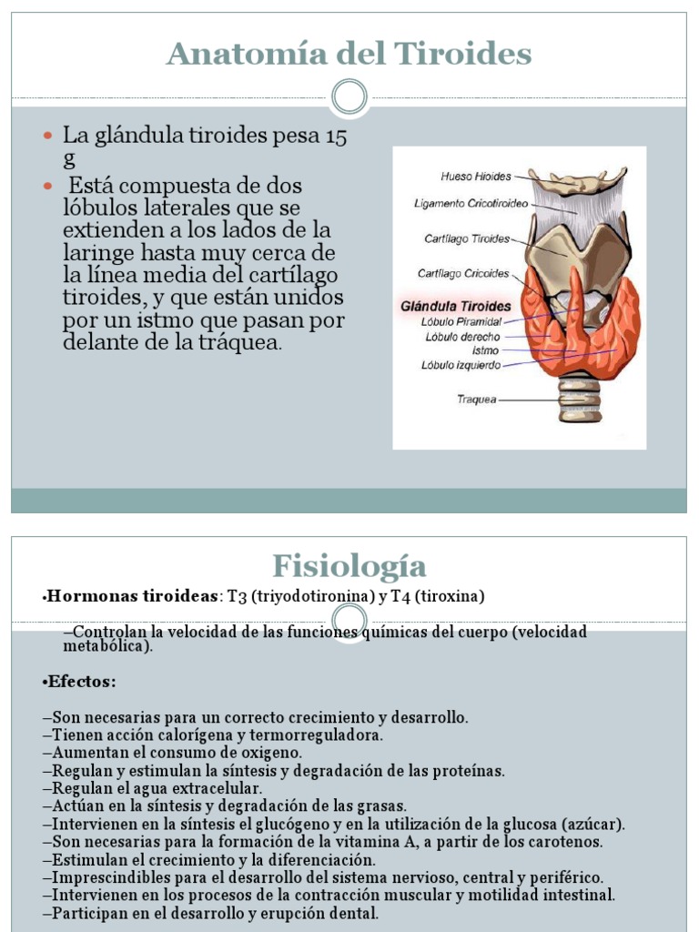 Anatomia de Tiroides | PDF | Tiroides | Hipertiroidismo