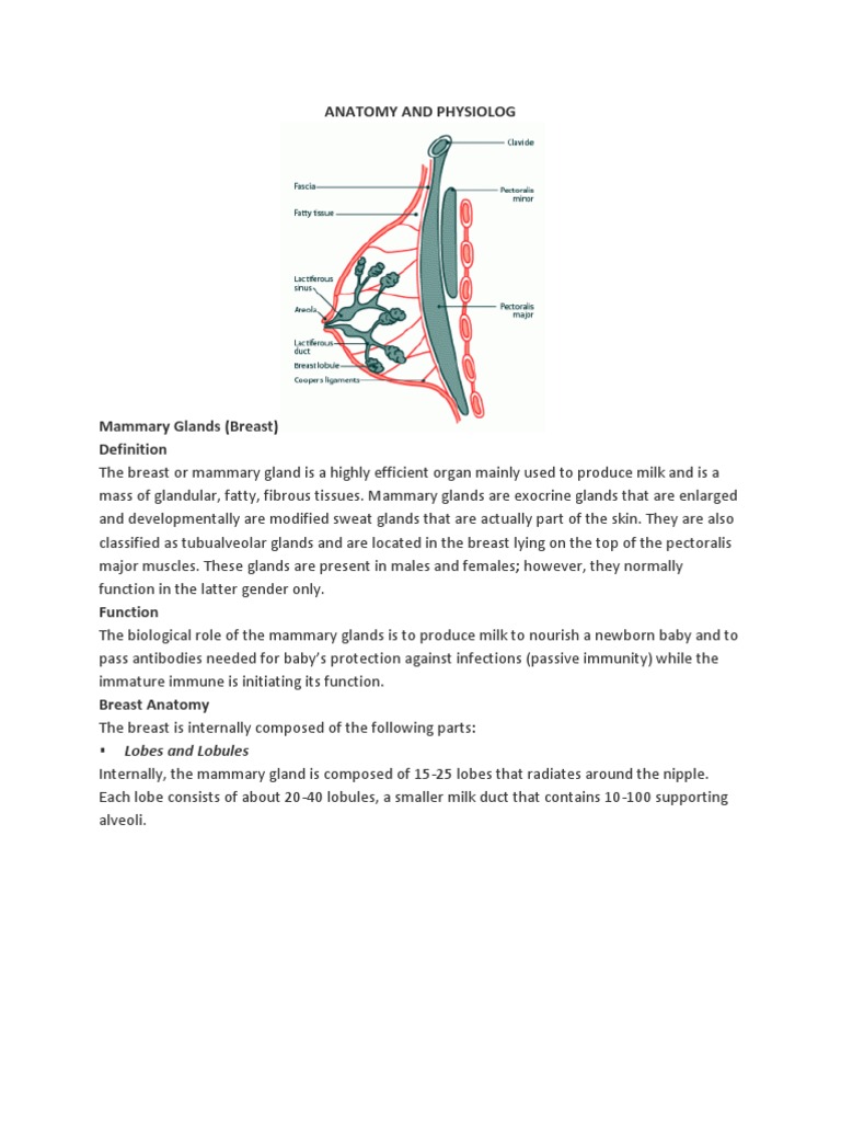Anatomy and Physiology Breast | Lactation | Breast | Free 30-day Trial ...