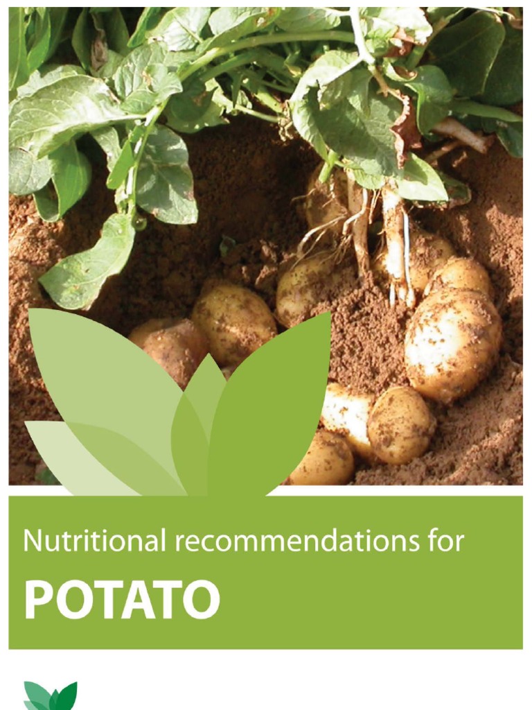 Potato | PDF