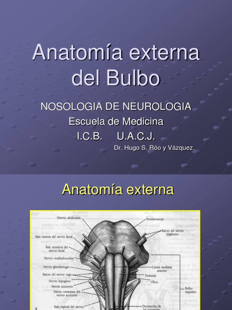 2 Bulbo Anatomia Externa e Interna | PDF