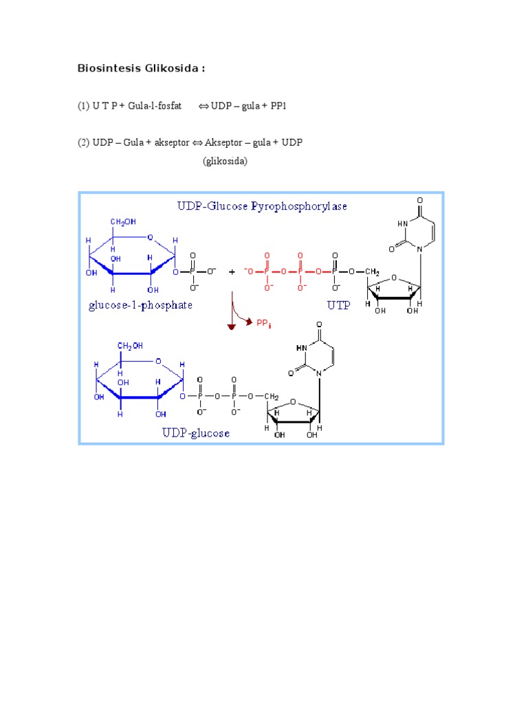 Biosintesis Glikosida (Struktur) | PDF
