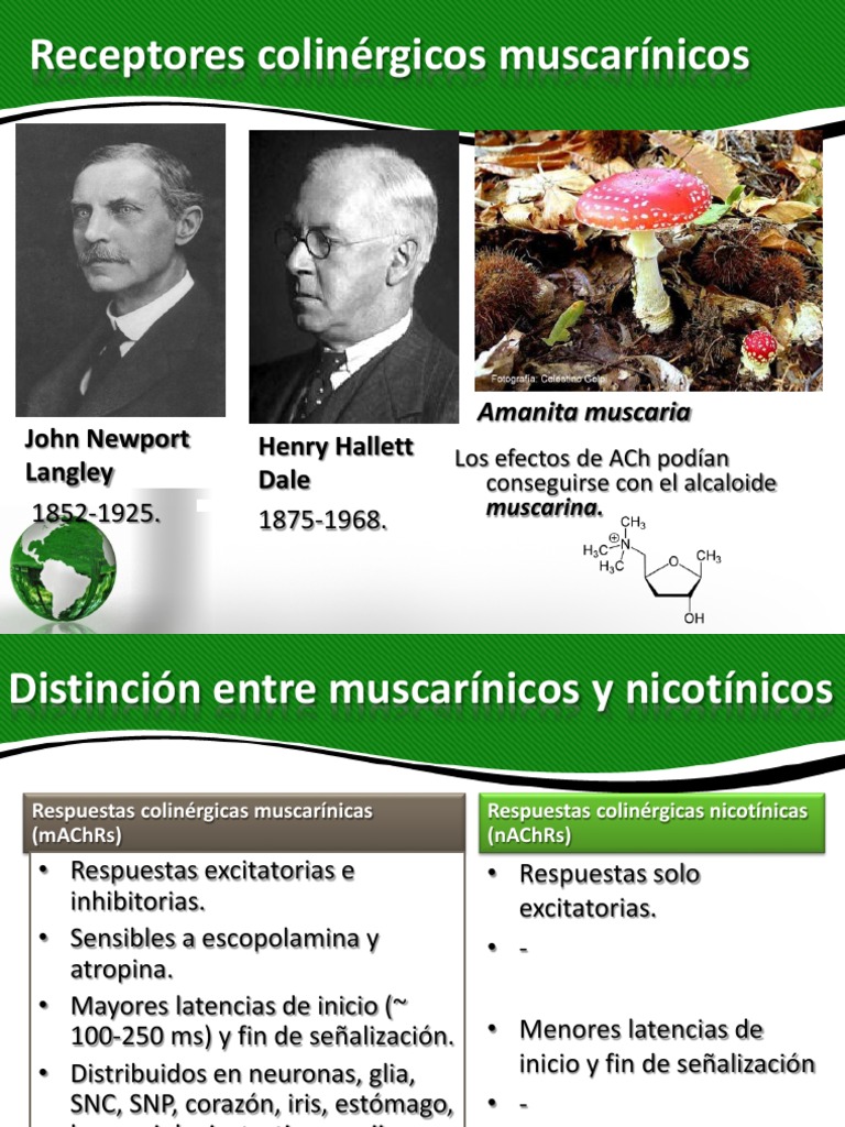 Receptores colinérgicos muscarínicos | Acetilcolina | Neuroquímica