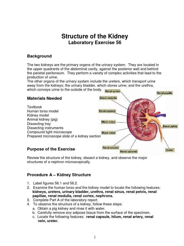 Structure of the Kidney Lab.pdf | Kidney | Organ (Anatomy)