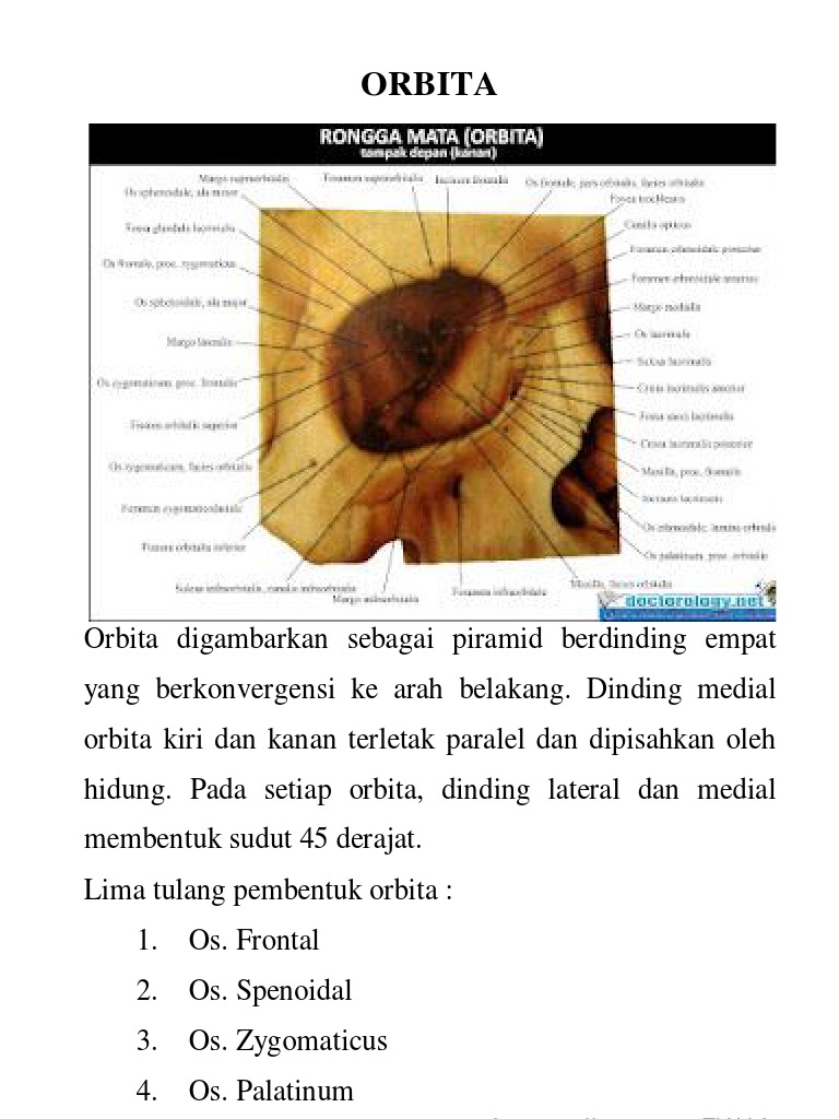 Orbita | PDF