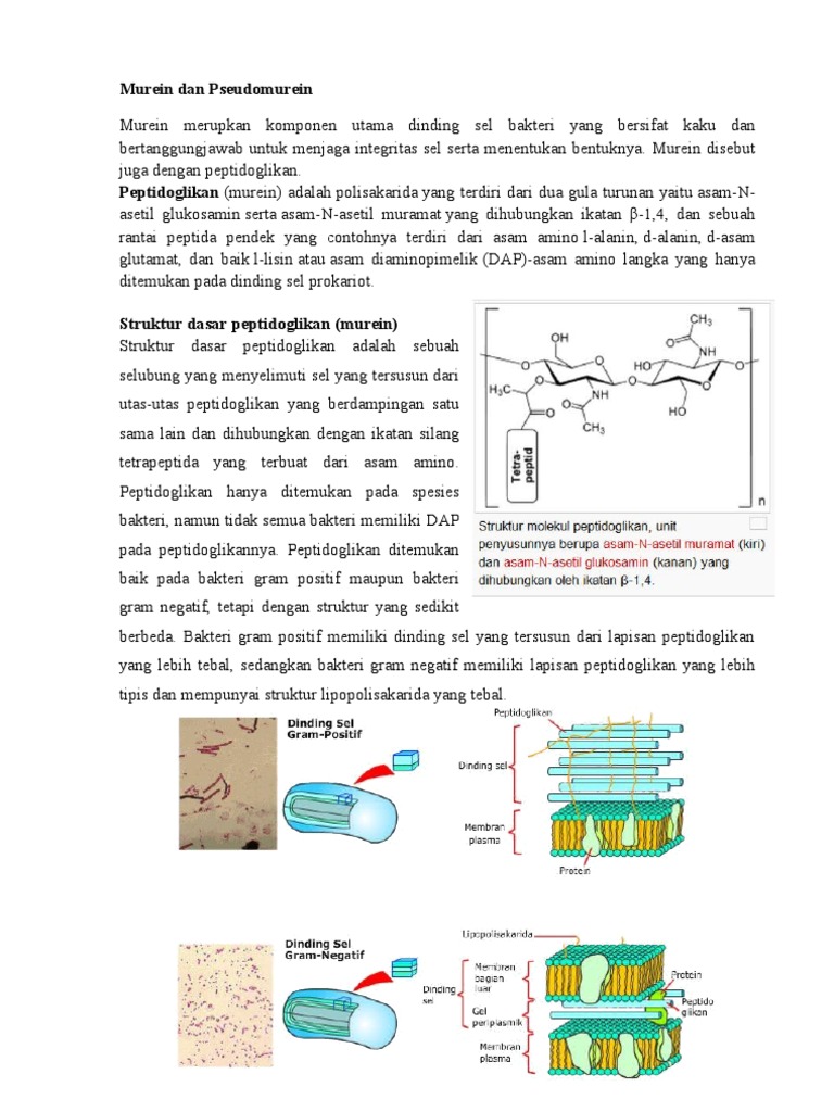 Murein Dan Pseudomurein | PDF