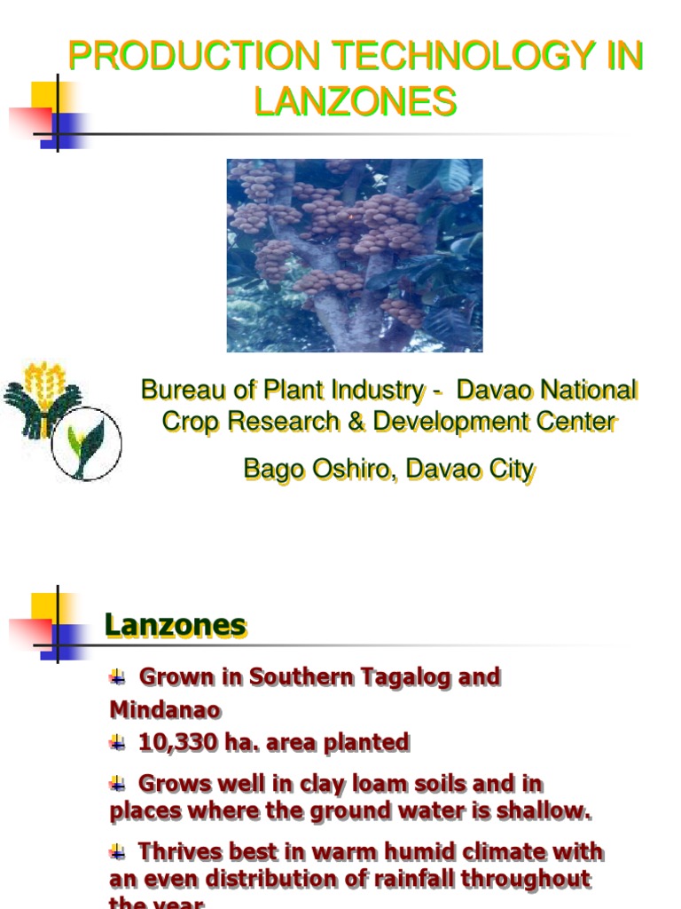 Lanzones | PDF | Bark | Trees