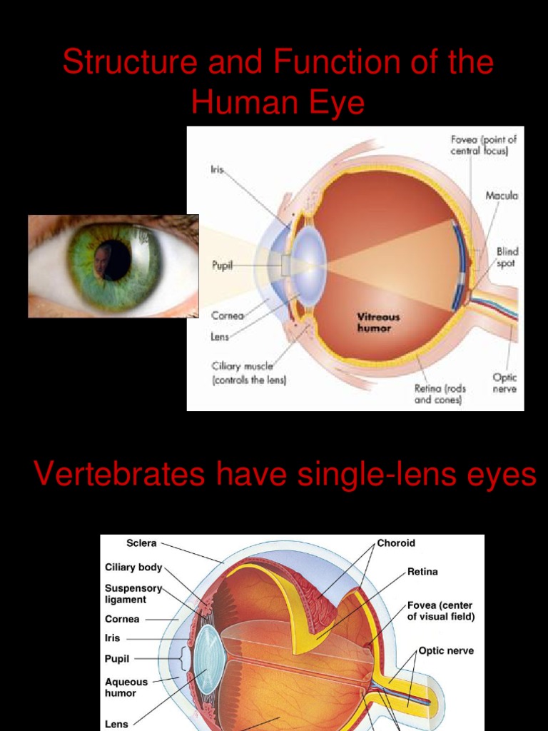 Structure and Function of The Human Eye | PDF | Eye | Retina