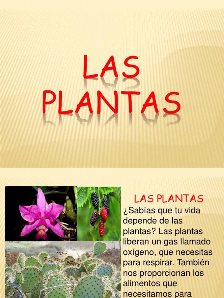 Partes y funciones de las plantas | PDF | Ciencia y matemáticas