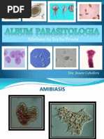 Retortamonas Intestinalis | PDF | Especialidades Medicas | Microbiología