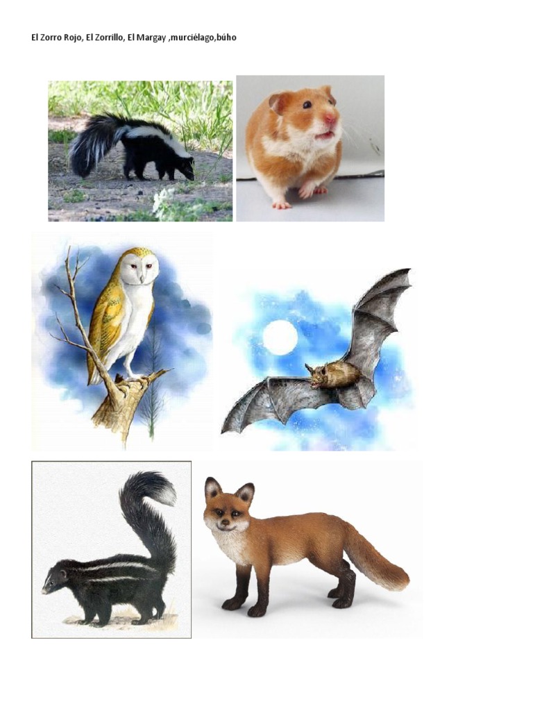 Animales Nocturnos: Ejemplos e Imágenes | PDF