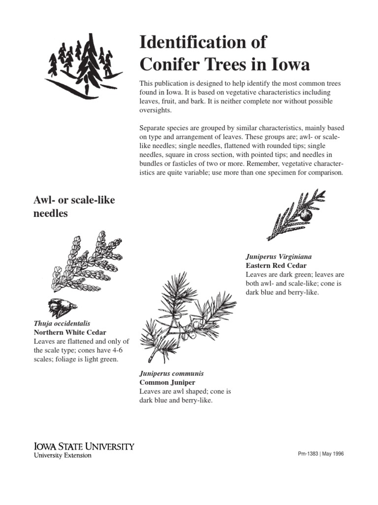 Identifying Conifer Trees in Iowa | PDF | Fir | Pine