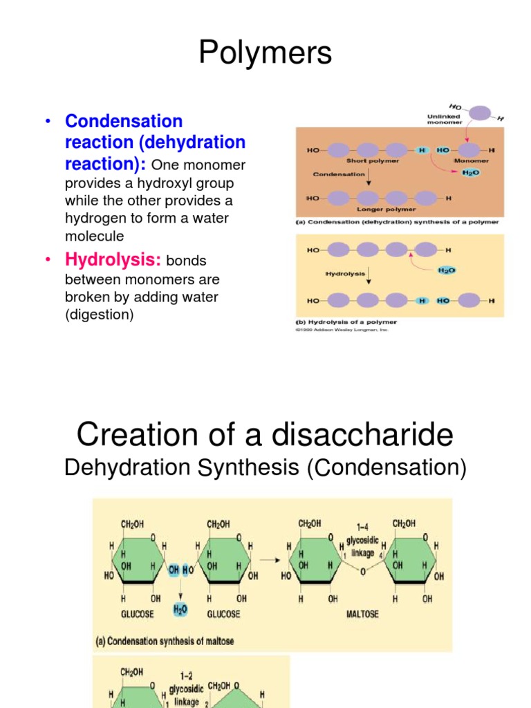 Dehydration Synthesis in Carbohydrates | PDF