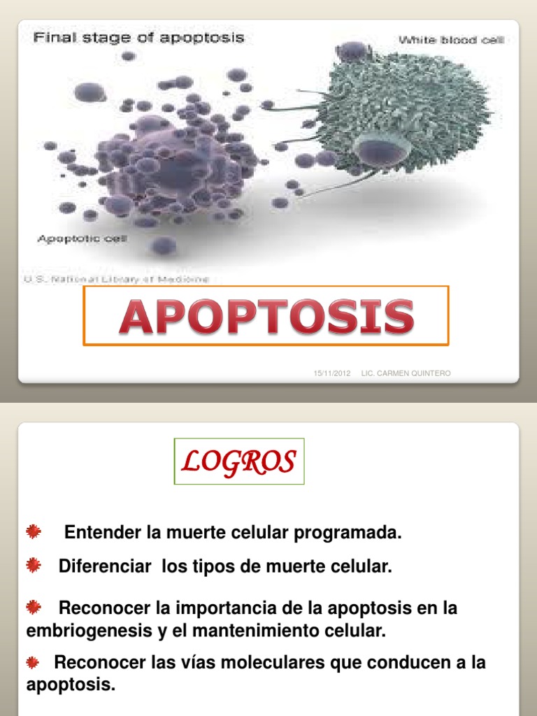 Understanding Cell Death: A Comprehensive Review of Apoptosis and ...