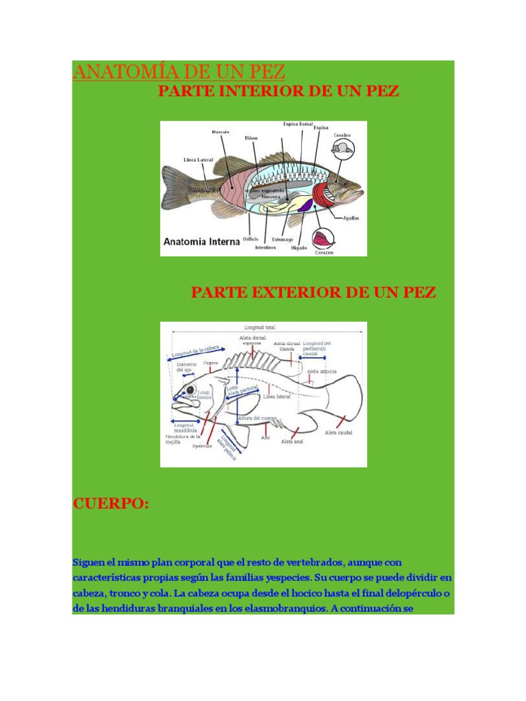 Anatomía de Un Pez | PDF | Vertebrados Acuáticos | Pulmón