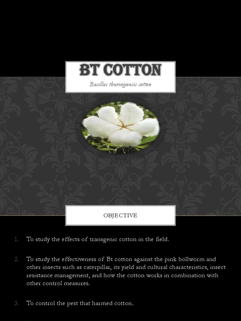 Bacillus Thuringiensis Cotton BT Cotton | PDF | Biology | Life Sciences