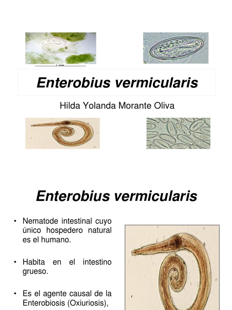 Enterobius Vermicularis-2011 | PDF | Especialidades Medicas | Medicina ...
