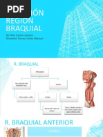 Niveles Axilares de Berg | PDF | Finanzas y administración del dinero