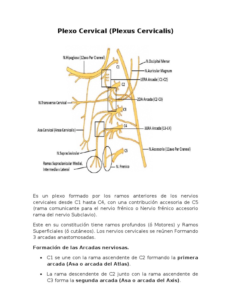 Anatomía del Plexo Cervical | PDF | Anatomía humana | Sistema ...